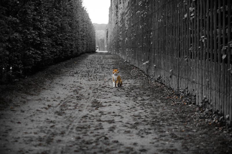 The Cat of Versailles stock photo. Image of tourism, fence - 30123608