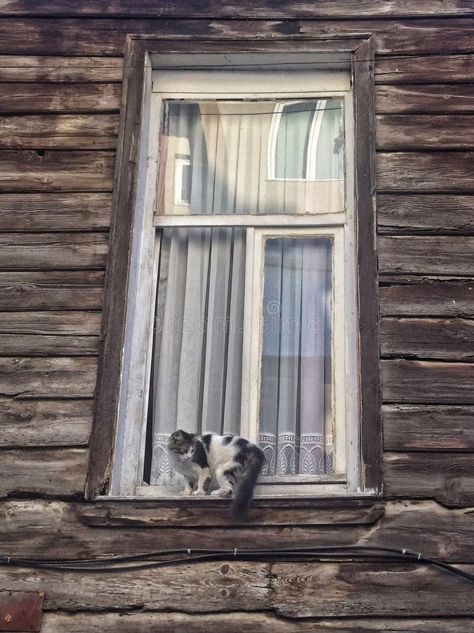 Cat Standing on Window of a Wooden House Stock Photo - Image of furry ...