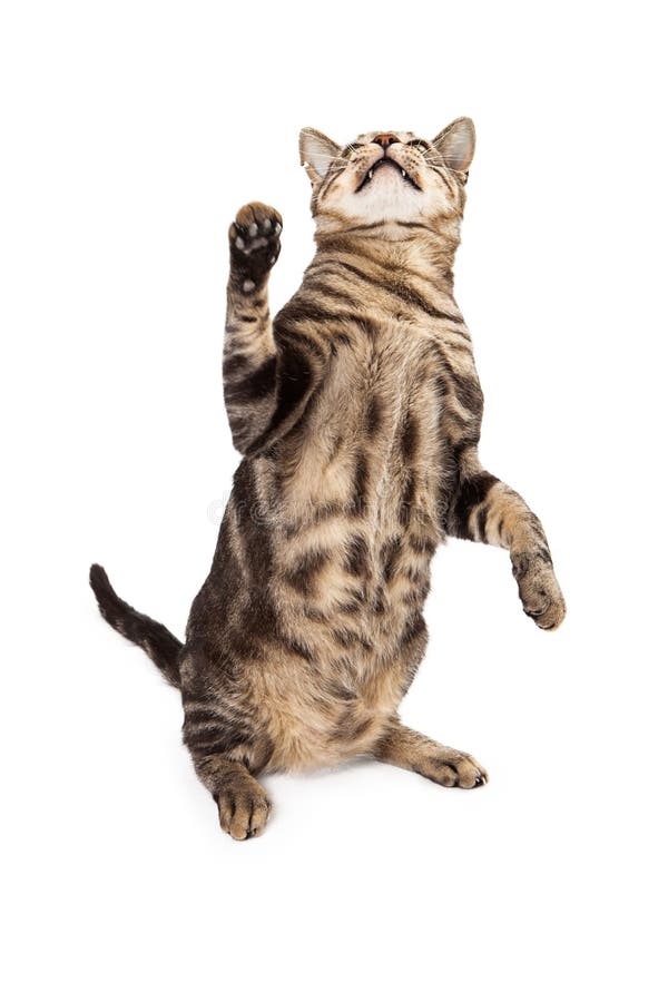 Cat Standing y el jugar foto de archivo. Imagen de aislado - 44432026