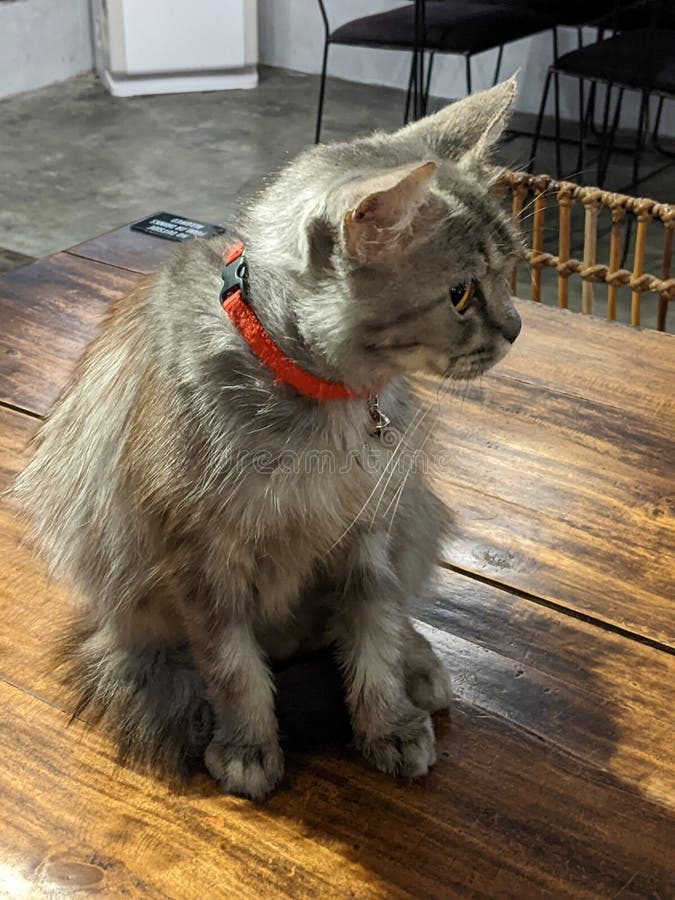 A Cat Stands Above the Table Looking Left Stock Image - Image of left ...