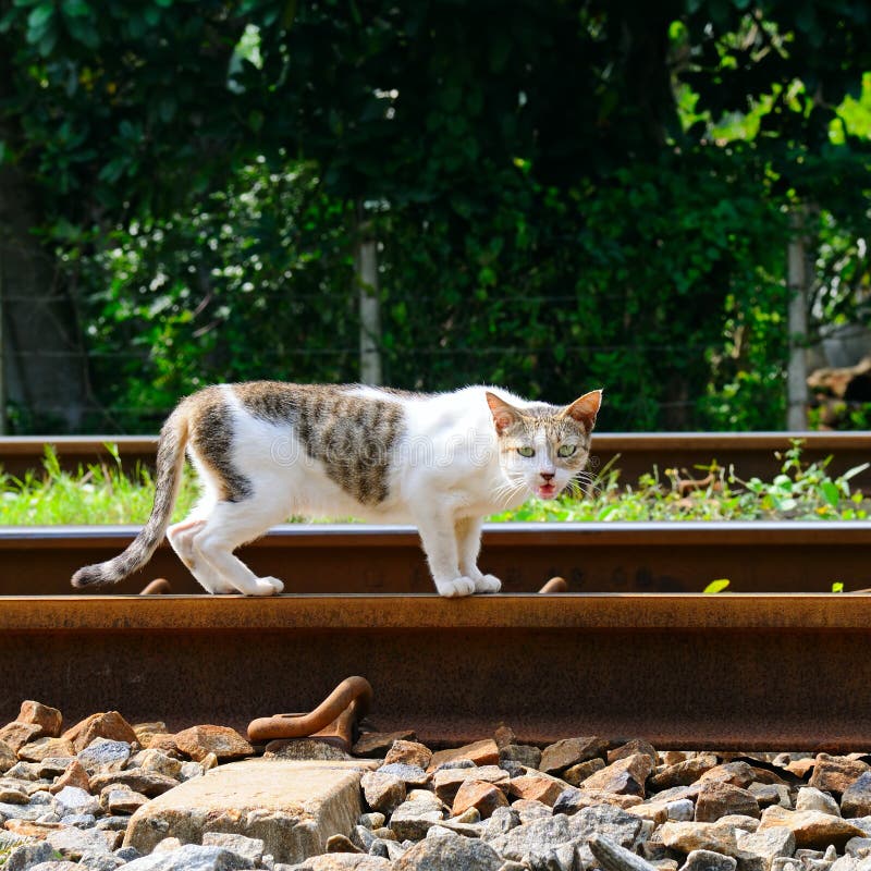 Alarmed Cat Stands on the Rails of the Railway Stock Photo - Image of ...