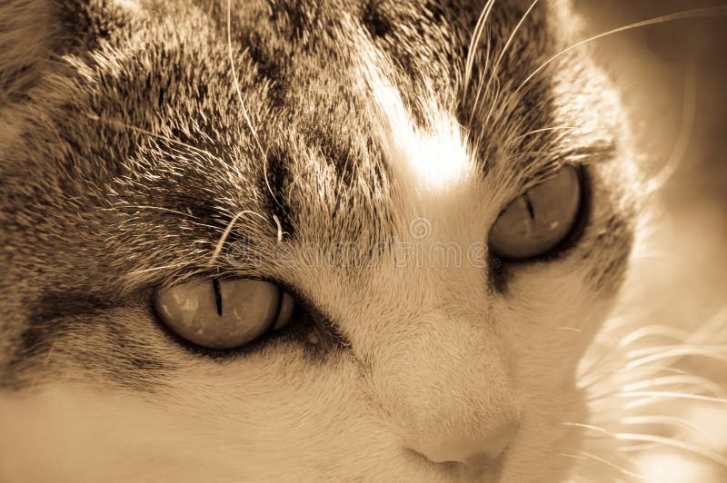 Cat Stare stock image. Image of sepia, eyes, feline, face - 3777569