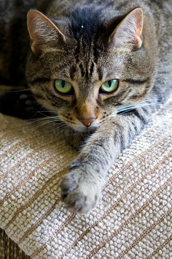 Cat Free Stock Photos & Pictures, Cat Royalty-Free and Public Domain ...