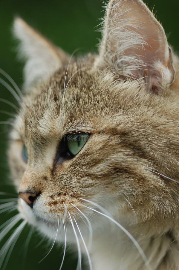Cat Stare stock image. Image of eyes, panther, stare, staring - 5634603