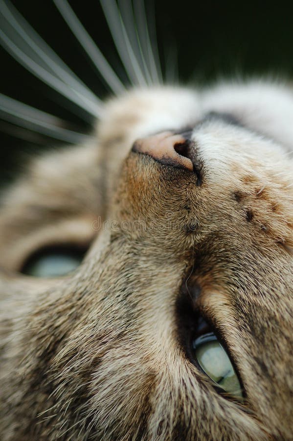 Cat Stare Picture. Image: 5634637