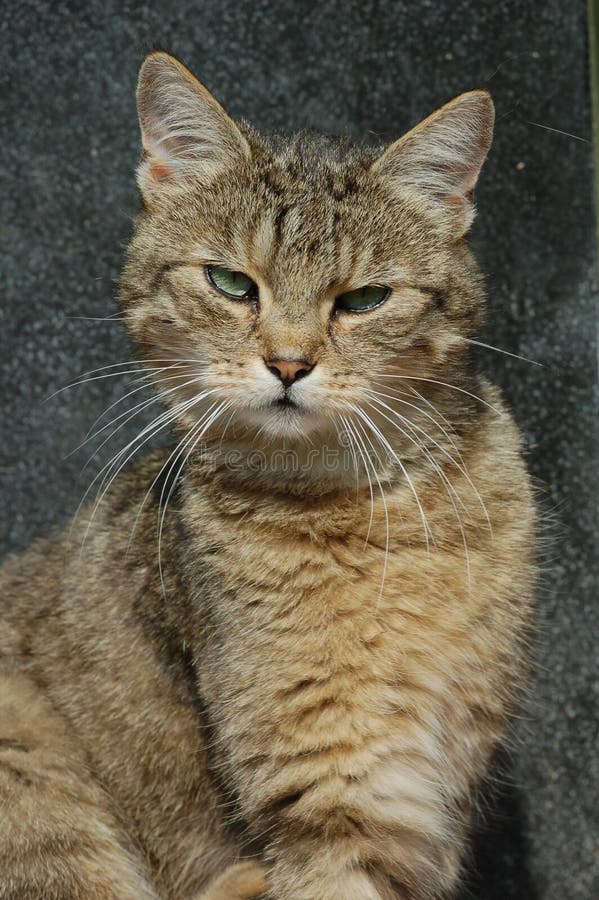 Cat Stare stock photo. Image of nature, green, panther - 3820200