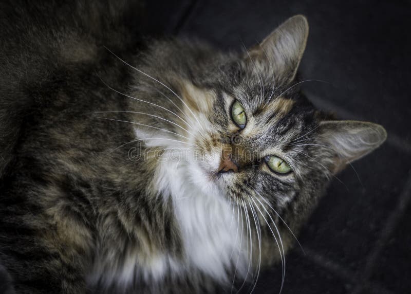 Cat Stare stock photo. Image of tired, tabby, kitten - 93984764