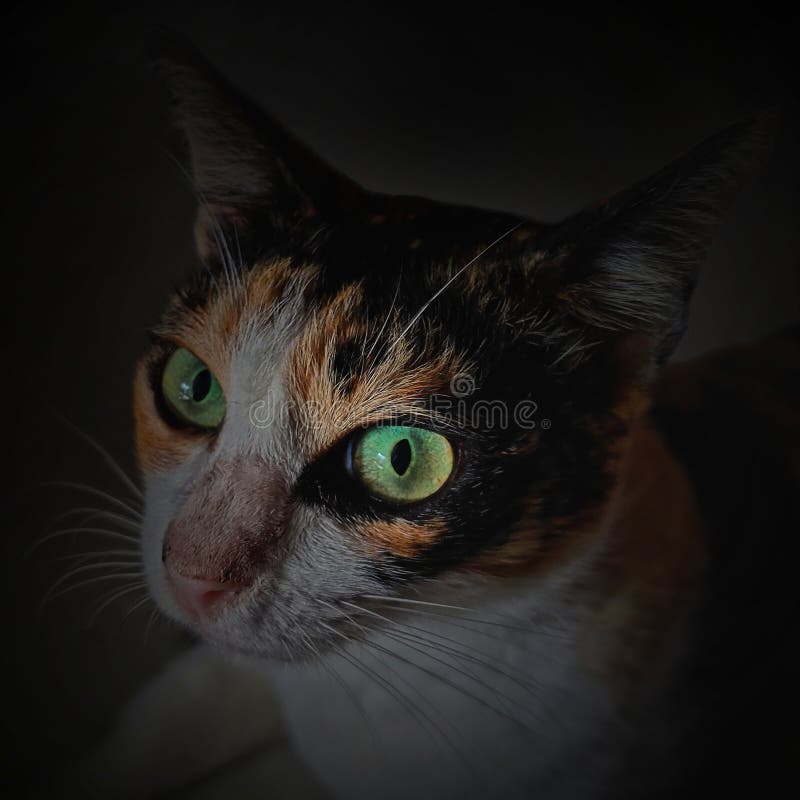 Headcat Stock Photos - Free & Royalty-Free Stock Photos from Dreamstime