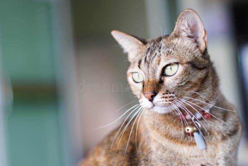 Cat Stare Posting stock image. Image of adult, adorable - 51030551