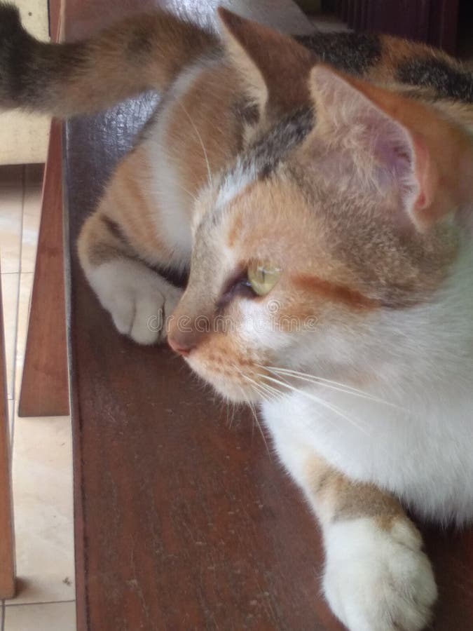 Cat stare stock image. Image of wildlife, catches, relaxing - 265606591