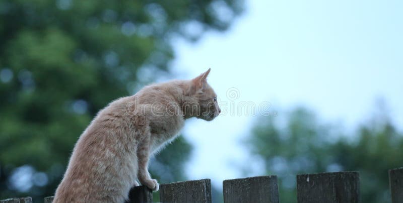 Red Cat Looking Attentive Into The Distance Stock Photo - Image of ...