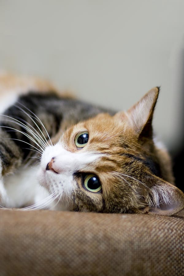 Cat Staring stock image. Image of catus, felis, whiskers - 10121181