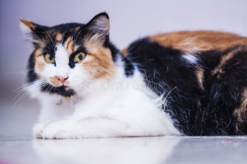 Cat staring back stock photo. Image of mammals, furry - 36350820