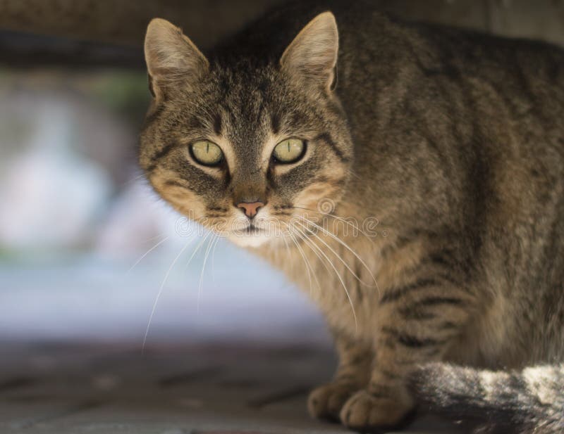 Cat stock photo. Image of eyes, domestic, staring, furr - 56850150