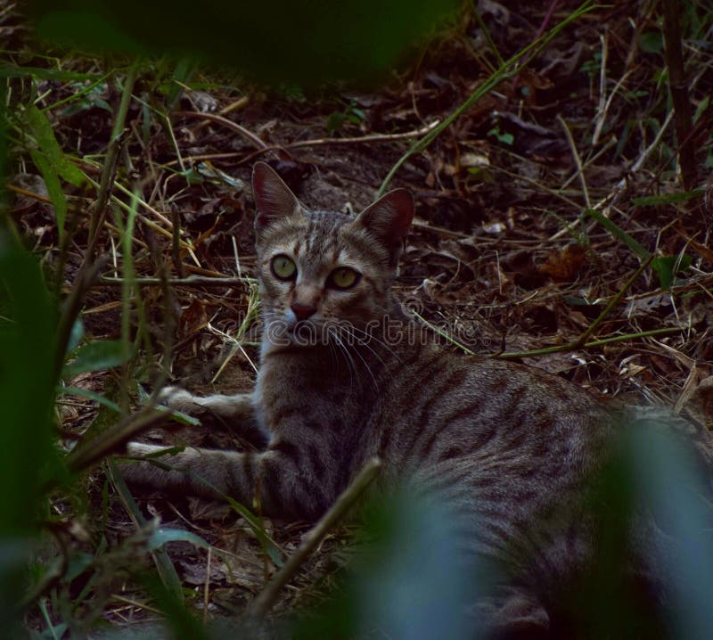 Cat Staring from the Bush. Cat Sitting in the Bushes Stock Image ...