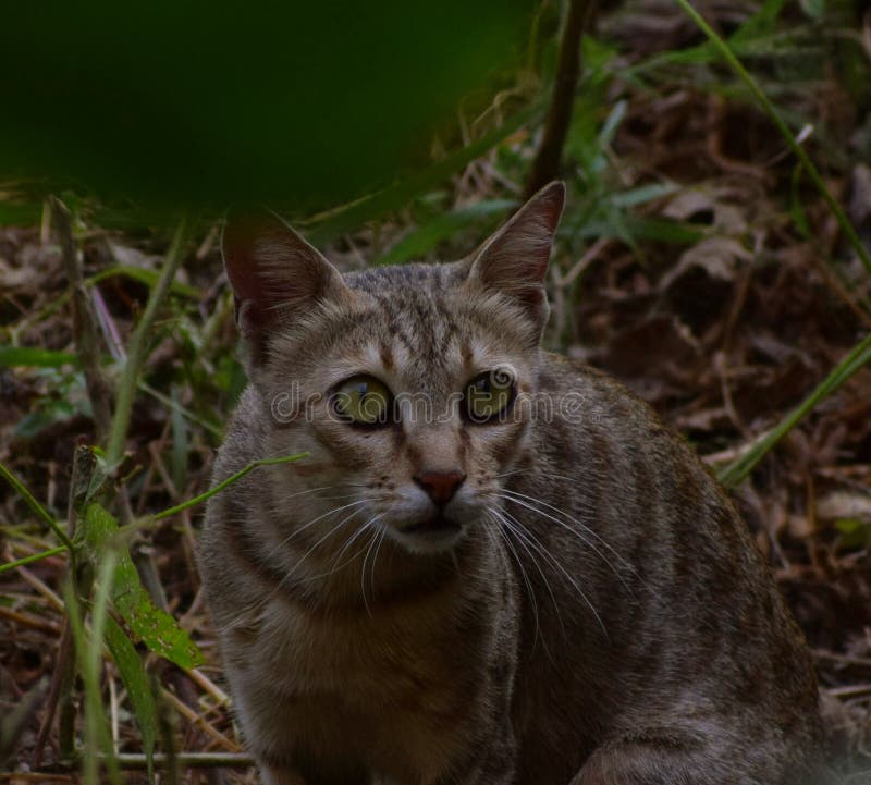 Cat Staring from the Bush. Cat Sitting in the Bushes Stock Photo ...