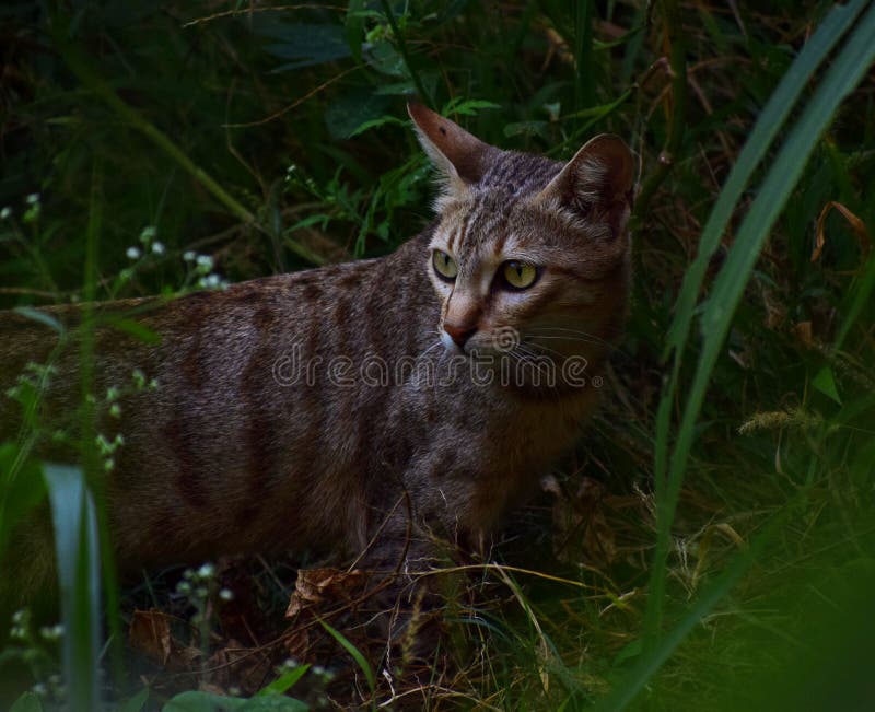 Cat Staring from the Bush. Cat Sitting in the Bushes Stock Photo ...