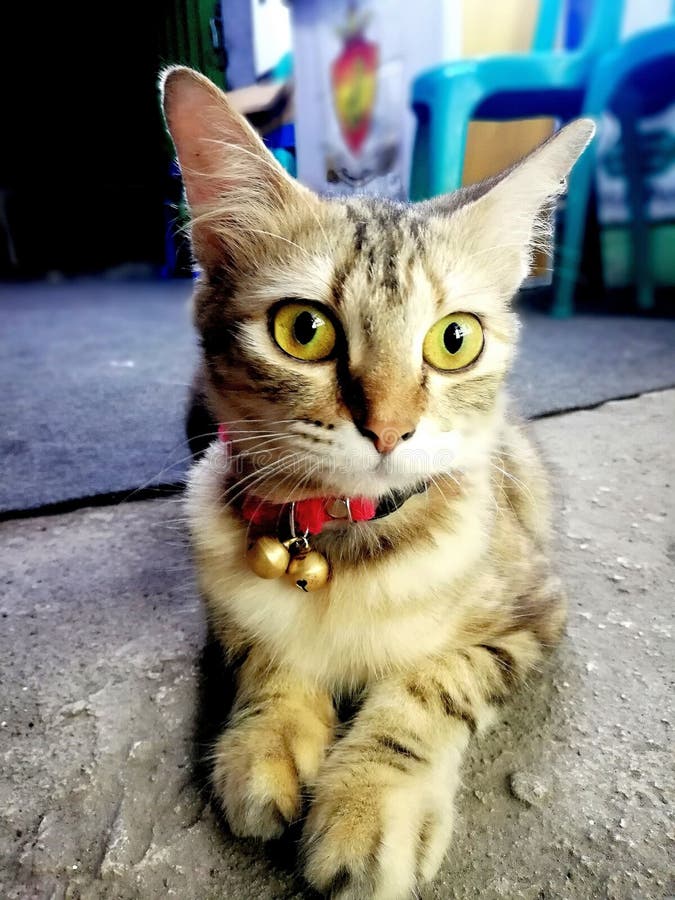 Cat Staring at the Camera Dan Berpose Rebahan Stock Image - Image of ...