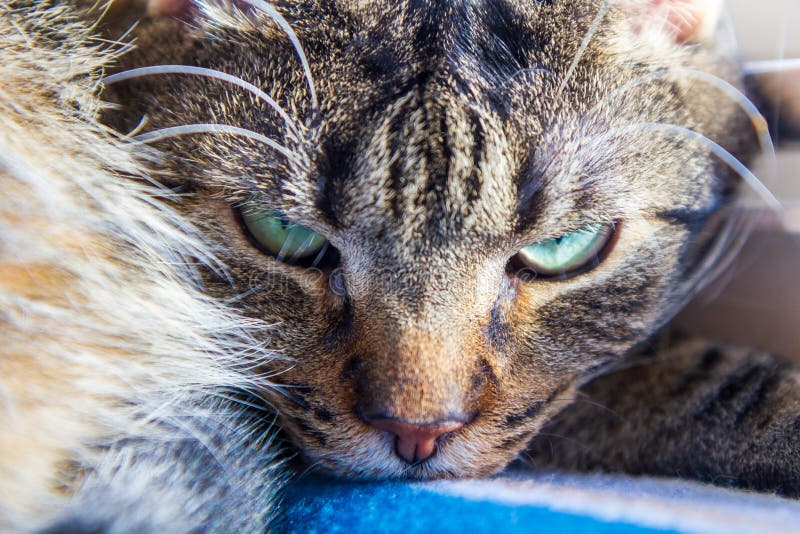 Cat Staring with Evil Expression Stock Photo - Image of eyes, feeling ...