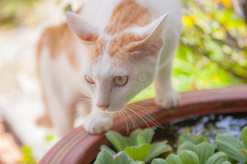 Cat Staring Foraging Stock Photos - Free & Royalty-Free Stock Photos ...