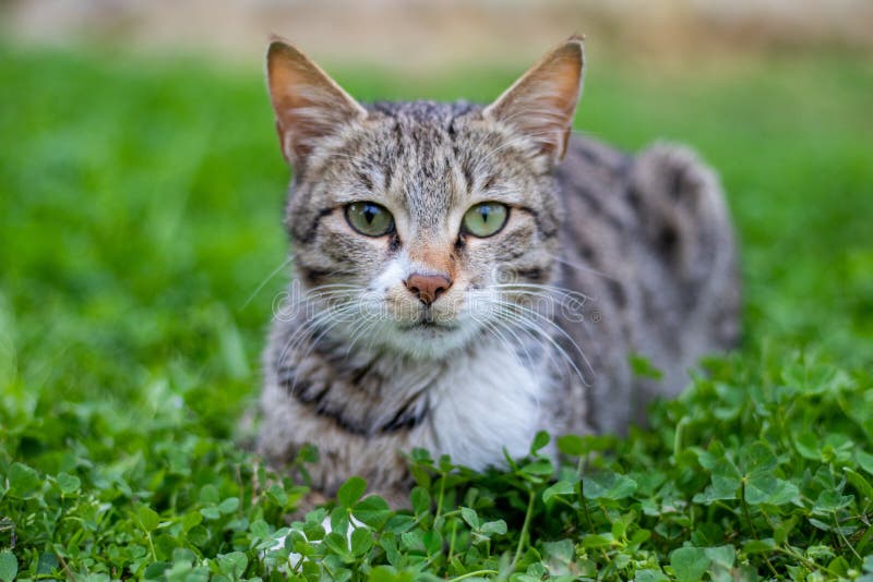 Cat Staring Intensely stock photo. Image of eyes, close - 140335588