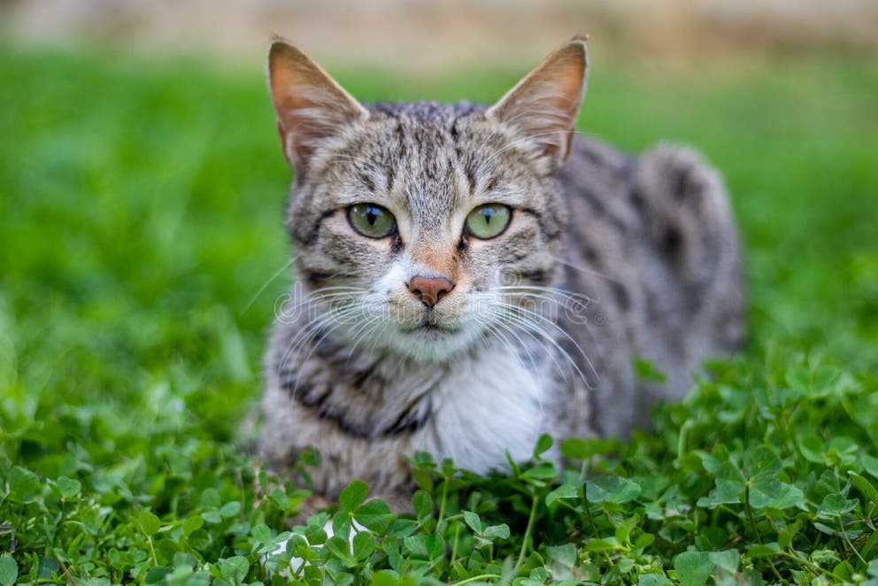 Cat Staring Intensely stock image. Image of kitten, closeup - 140335495