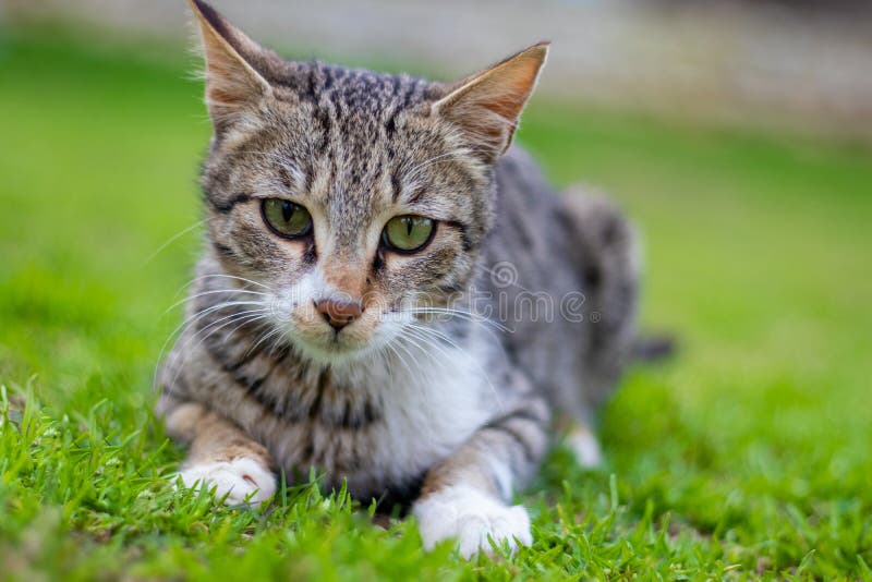 Cat Staring Intensely stock image. Image of furry, kitty - 140335513