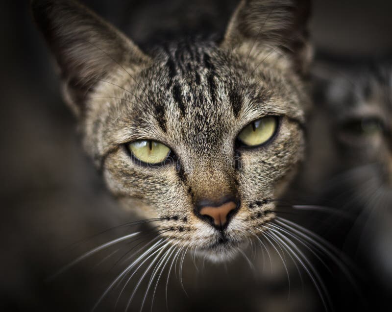 Cat Staring Intensely stock photo. Image of mammal, looking - 41477958