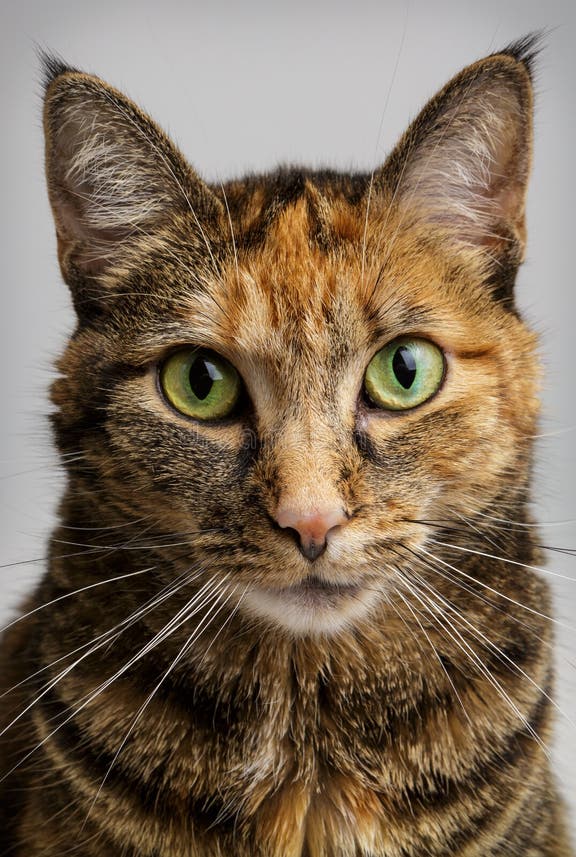 Cat Staring Intensely stock image. Image of calico, looking - 41478025