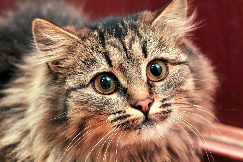 Cat staring intensely stock image. Image of fluffy, excited - 72290925