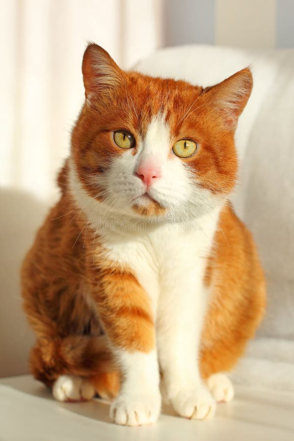 Cat Staring Intensely stock photo. Image of domestic - 26669922