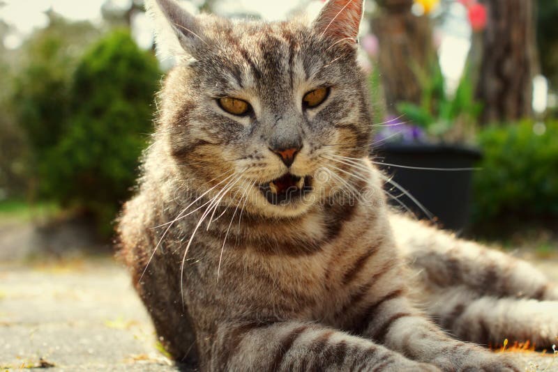 A cat is staring intensely stock image. Image of animals - 149385615