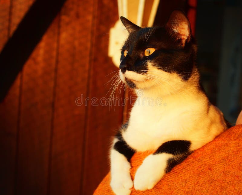 A cat is staring intensely stock image. Image of look - 149387489