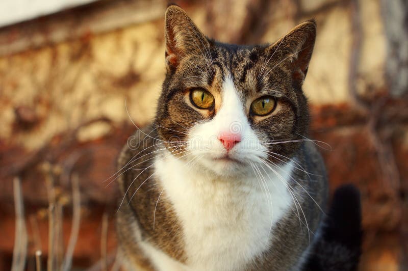 A cat is staring intensely stock photo. Image of expression - 149387276