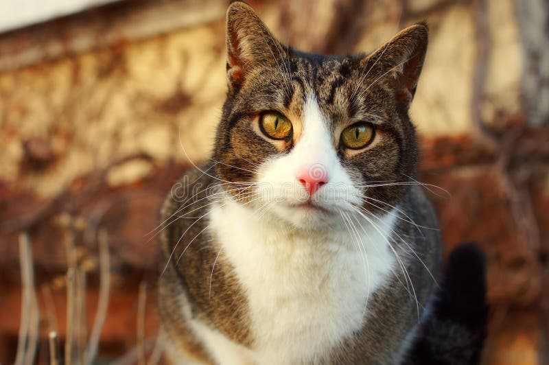 A cat is staring intensely stock photo. Image of vivid - 149387334