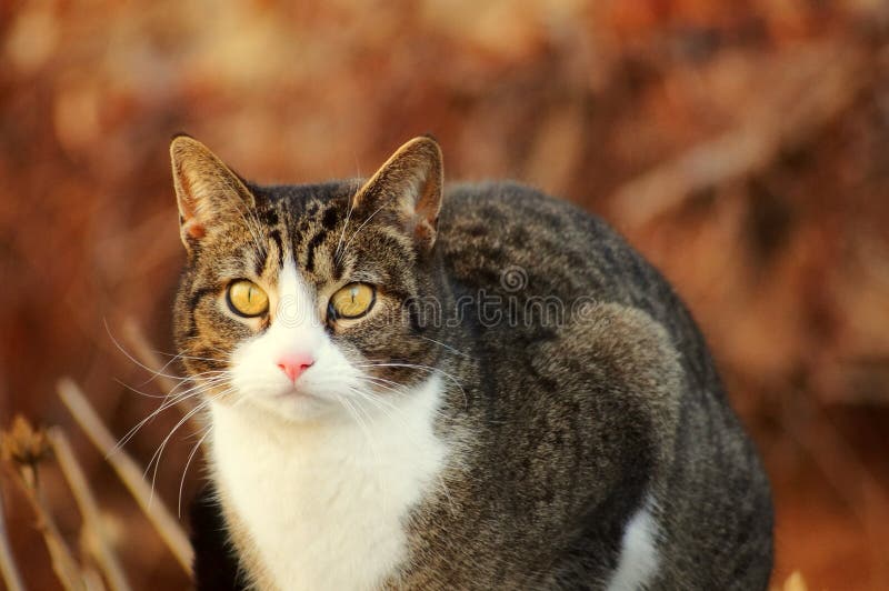 A cat is staring intensely stock photo. Image of staring - 149387356