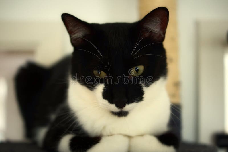 A cat is staring intensely stock image. Image of cute - 149387451