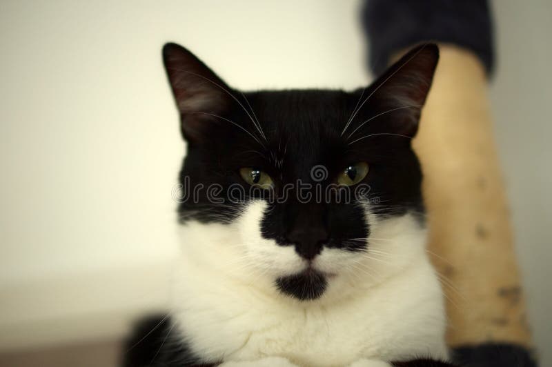 A cat is staring intensely stock image. Image of closeup - 149387539