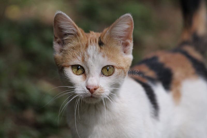 Cat stock photo. Image of whiskers, staring, feline, white - 80785636
