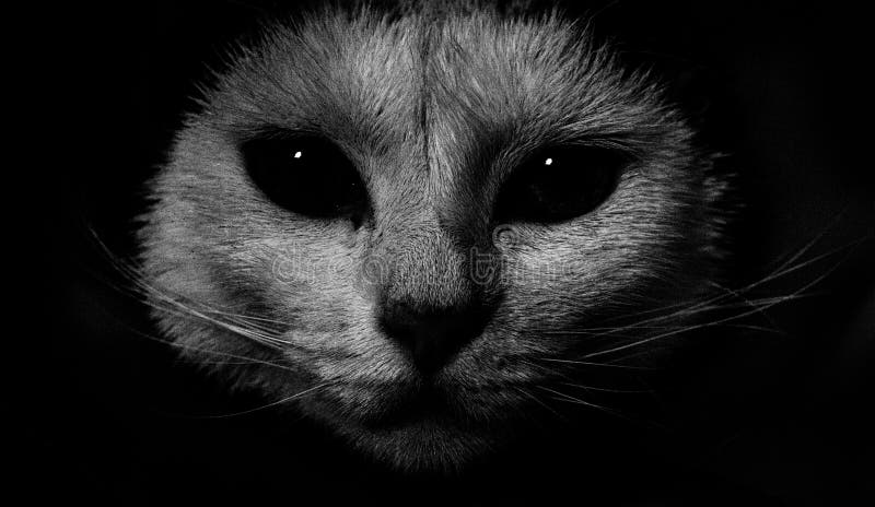 Cat staring at me stock image. Image of white, staring - 150611017