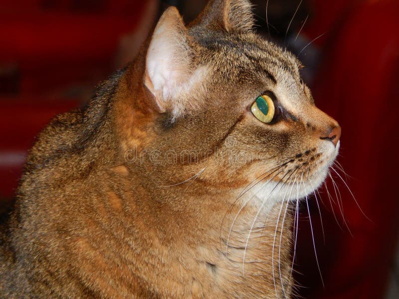 A Cat Staring Off into the Distance Stock Image - Image of point, tabby ...