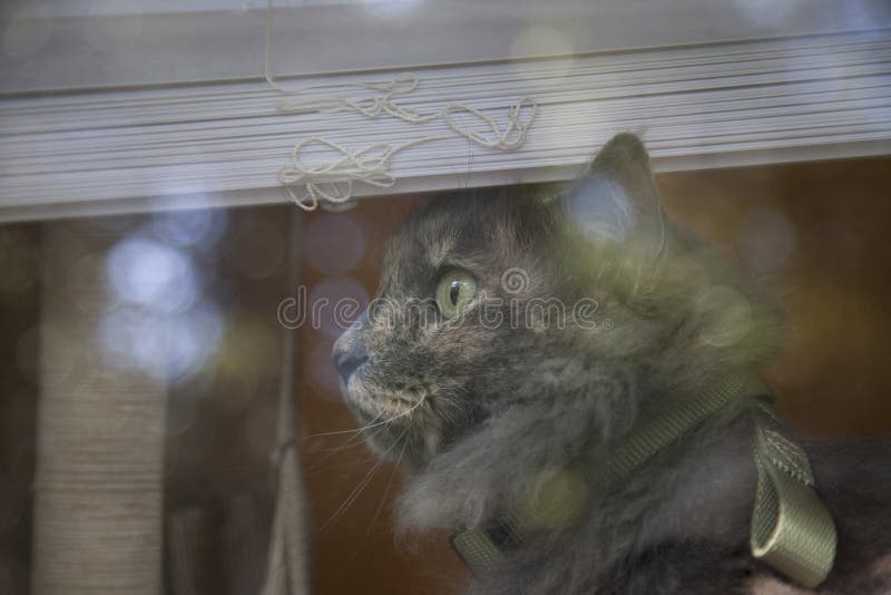 262 Cat Staring Out Window Stock Photos - Free & Royalty-Free Stock ...