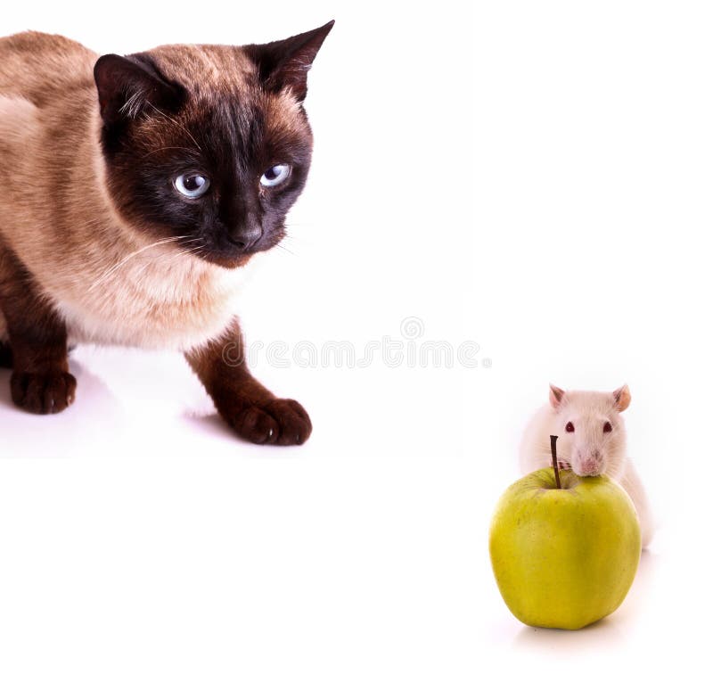 Cat staring at rat stock image. Image of little, isolated - 12046167