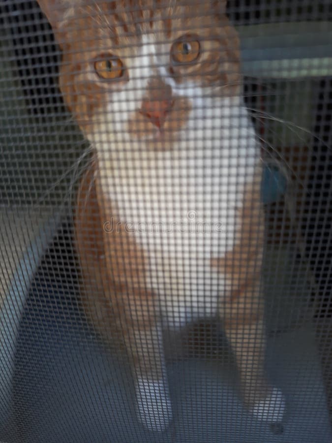Cat staring through screen stock image. Image of tabby - 166071337