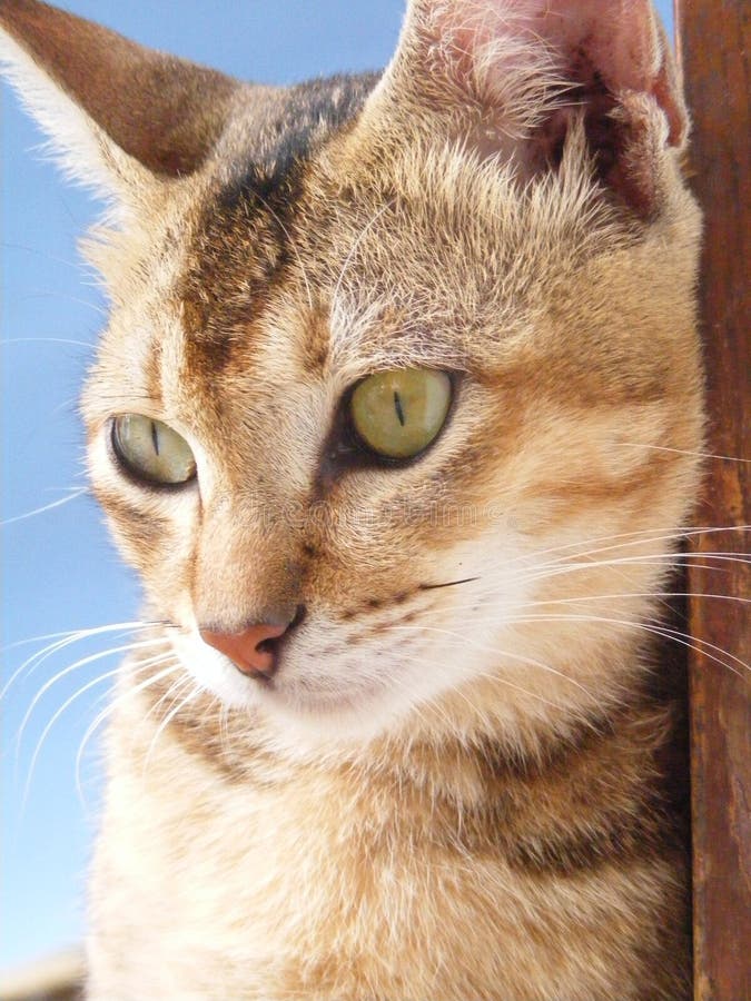 The Cat is Staring at Something with Serious Face. Stock Photo - Image ...