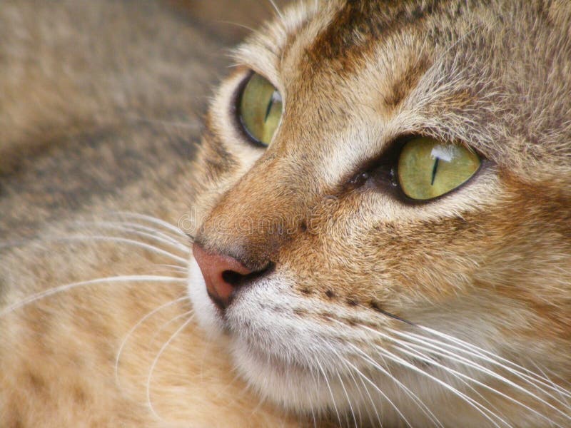 Zii A (Diffandk) - Photographer profile