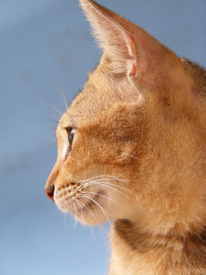 The cat face is staring. stock photo. Image of green - 118711454