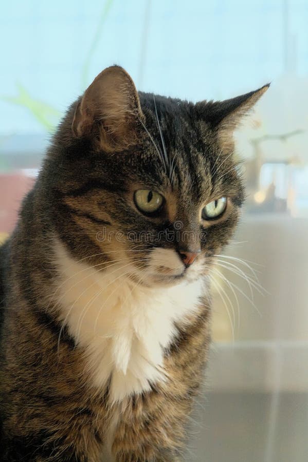 Cat staring on something stock image. Image of head, kitten - 99588613