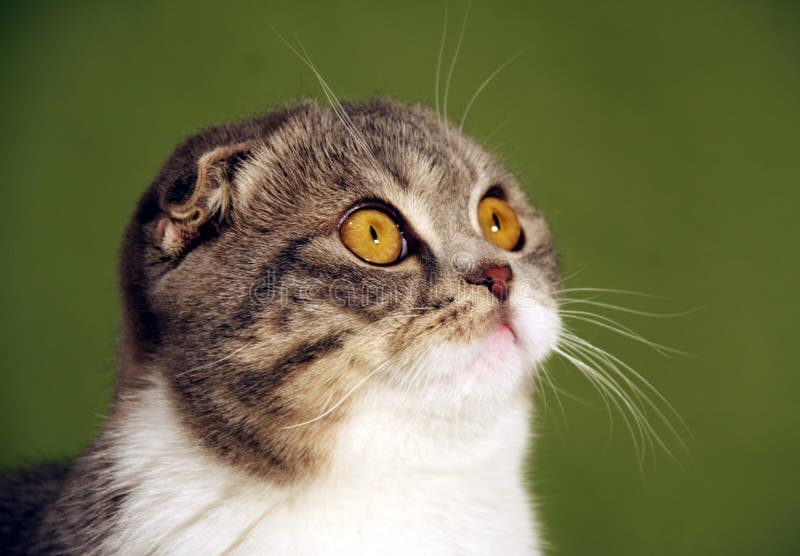 Young Funny Surprised Cat Closeup Isolated Stock Photo - Image of cute ...