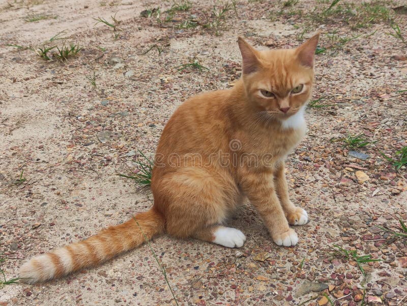 The cat staring at you stock photo. Image of mammal - 270261630